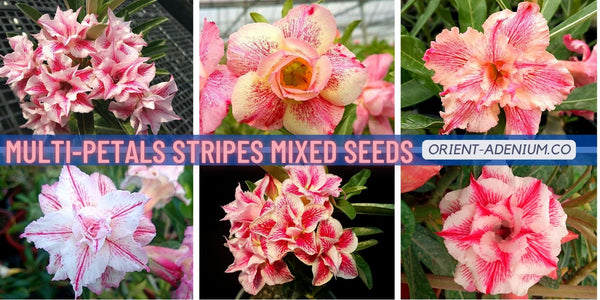 Adenium obesum Multi-petals mixed Stripes seeds - Orient Adenium online ...
