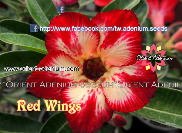 Adenium obesum Red Wings Grafted plant - Orient Adenium online store