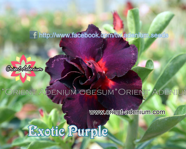 Adenium obesum Exotic Purple seeds - Orient Adenium online store