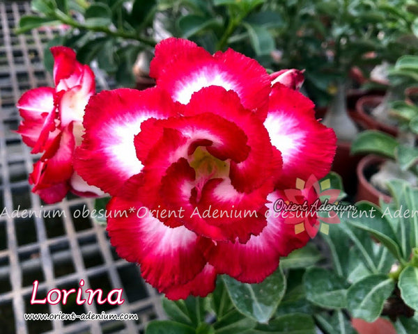 Adenium obesum Lorina seeds - Orient Adenium online store