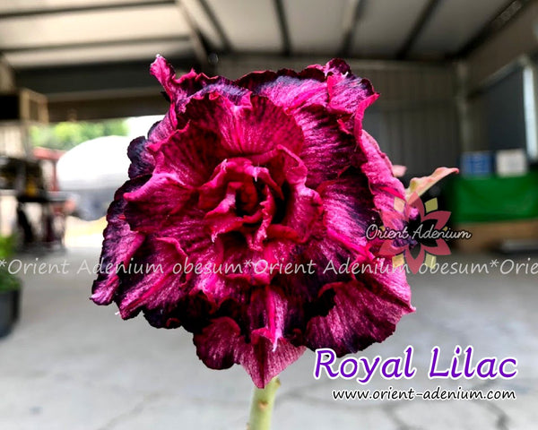 Adenium obesum Royal Lilac Grafted plant - Orient Adenium online store