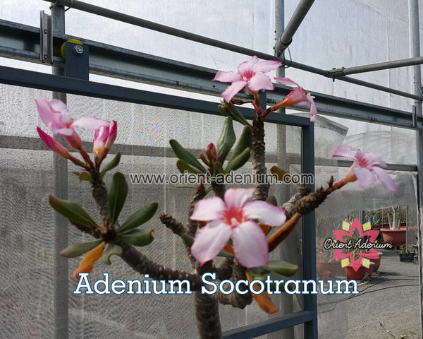 Adenium Socotranum Seeds - Orient Adenium online store