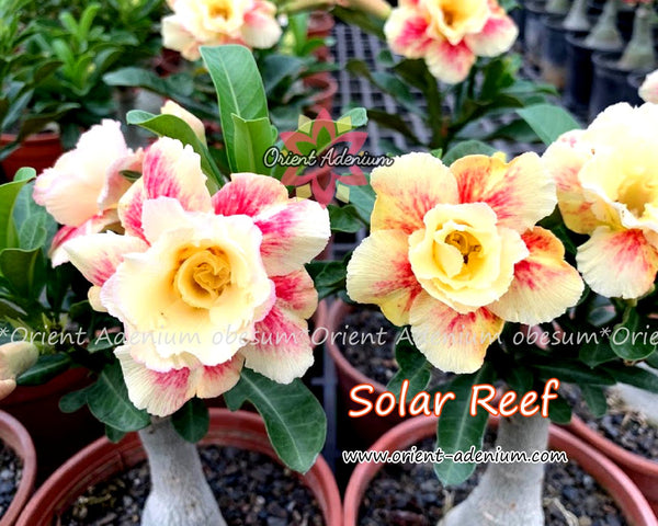 Adenium obesum Solar Reef seeds - Orient Adenium online store
