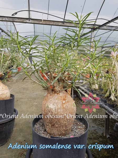 Adenium somalense var. crispum seeds - Orient Adenium online store