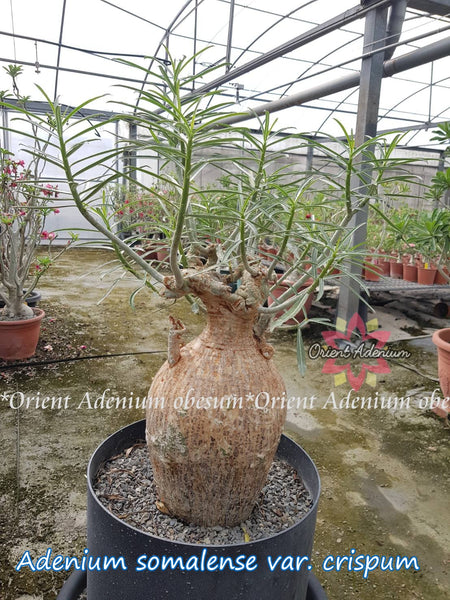 Adenium somalense var. crispum seeds - Orient Adenium online store