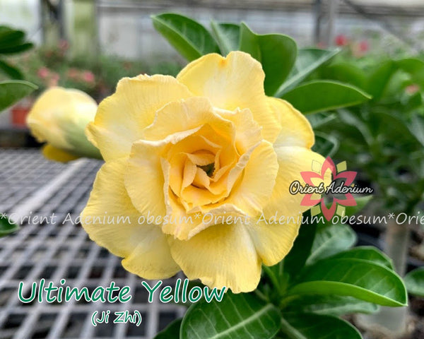Adenium obesum Ultimate Yellow Grafted plant - Orient Adenium online store
