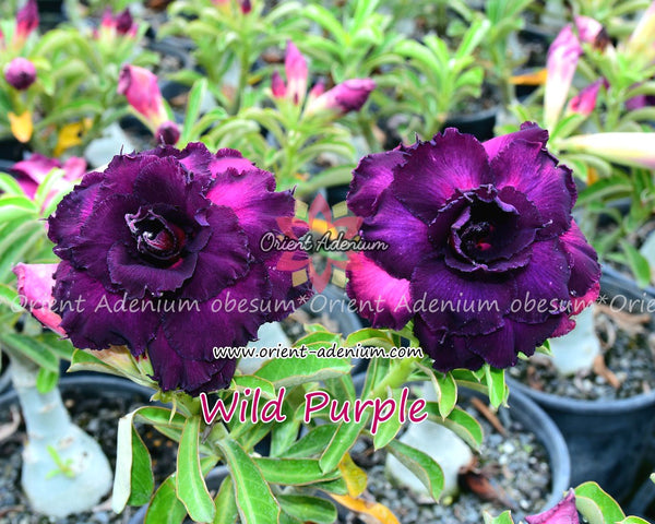 Adenium obesum Wild Purple Grafted plant - Orient Adenium online store