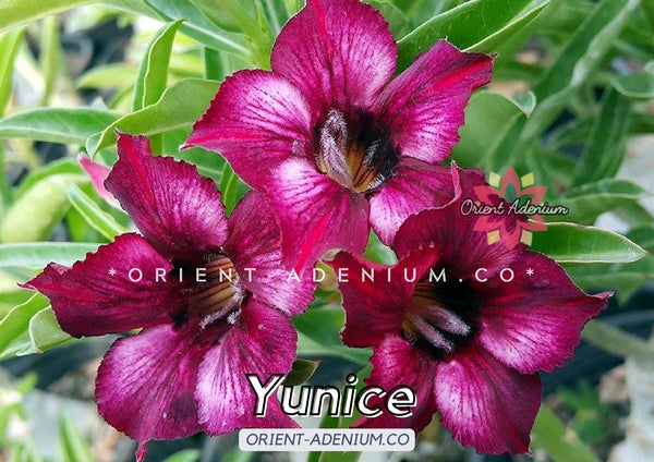 Adenium obesum Yunice seeds - Orient Adenium online store