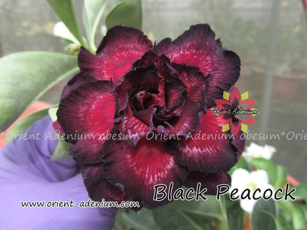 Adenium obesum Black Peacock seeds - Orient Adenium online store