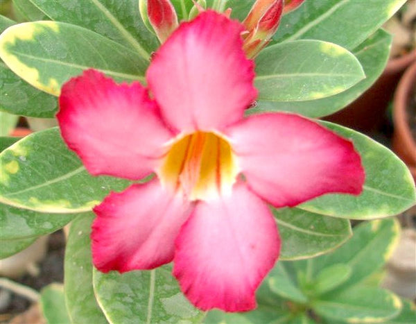 Adenium obesum ARABICUM seeds - Orient Adenium online store