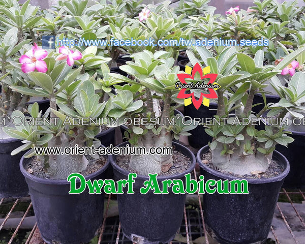Adenium obesum Dwarf ARABICUM seeds - Orient Adenium online store