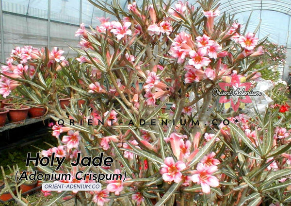 Adenium Crispum Holy Jade seeds - Orient Adenium online store