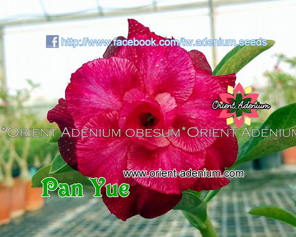 Adenium obesum Pan Yue Grafted plant - Orient Adenium online store