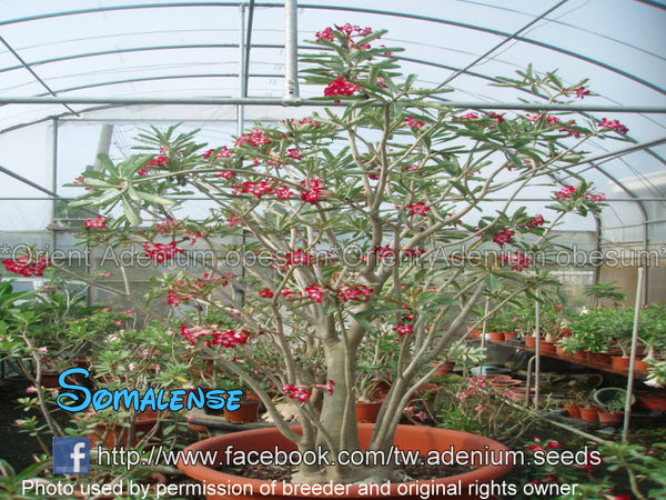 Adenium obesum SOMALENSE seeds - Orient Adenium online store