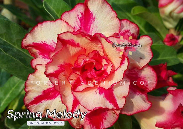 Adenium obesum Spring Melody seeds - Orient Adenium online store
